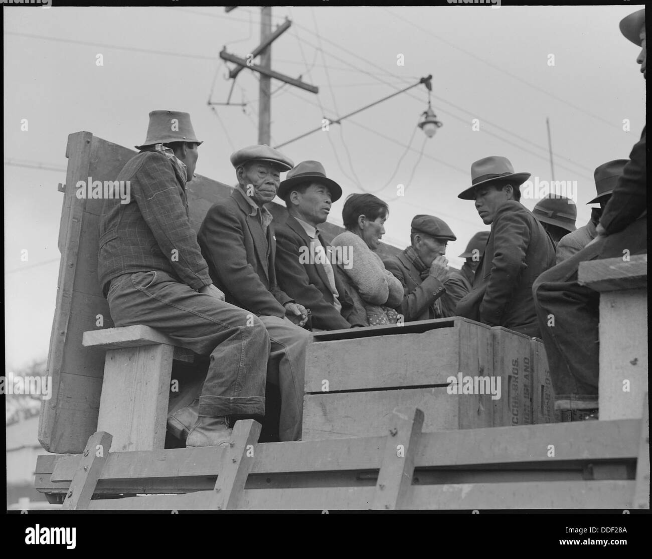 Laborers of Japanese ancestry return to work on a large-scale asparagus ...