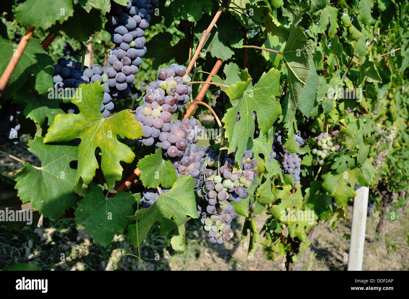 Ripe grapes on vines ready for harvest in the Piedmont (Piedmonte ...