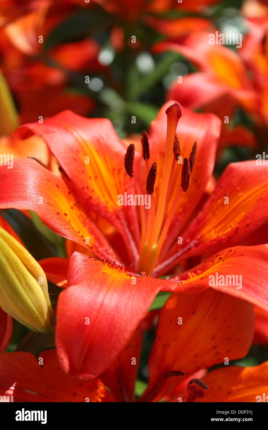 Big bunch beautiful natural hi-res stock photography and images - Alamy