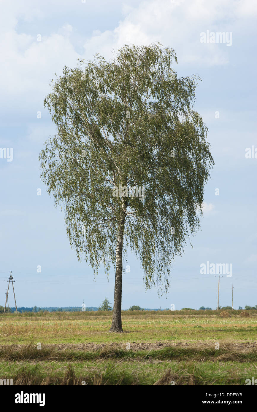 Portrait of tree on the cloudy sky background Stock Photo - Alamy