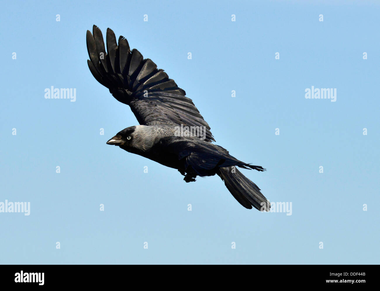 Jackdaws In Flight High Resolution Stock Photography and Images - Alamy