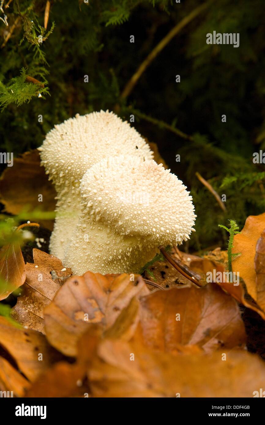 Spore stage hi-res stock photography and images - Alamy