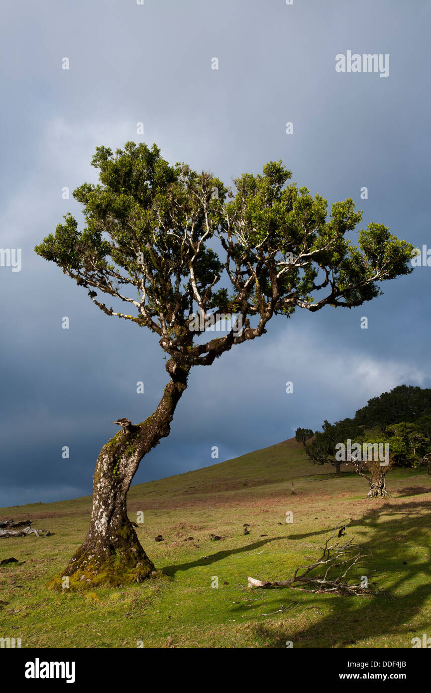 Fanal Madeira High Resolution Stock Photography and Images - Alamy