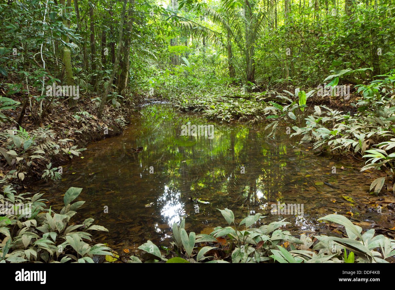 Pool under the rainforest canopy in Ecuador Stock Photo - Alamy