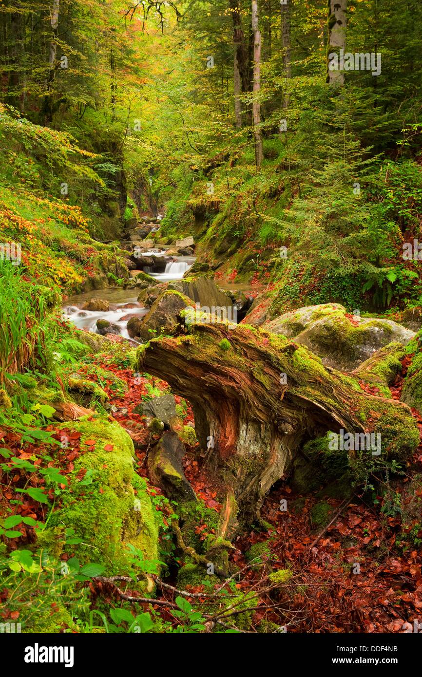 Bitet hi-res stock photography and images - Alamy