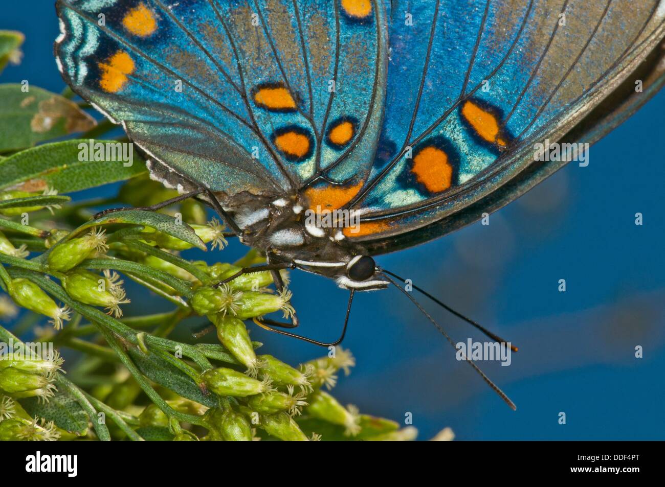 Red spotted butterfly hi-res stock photography and images - Alamy