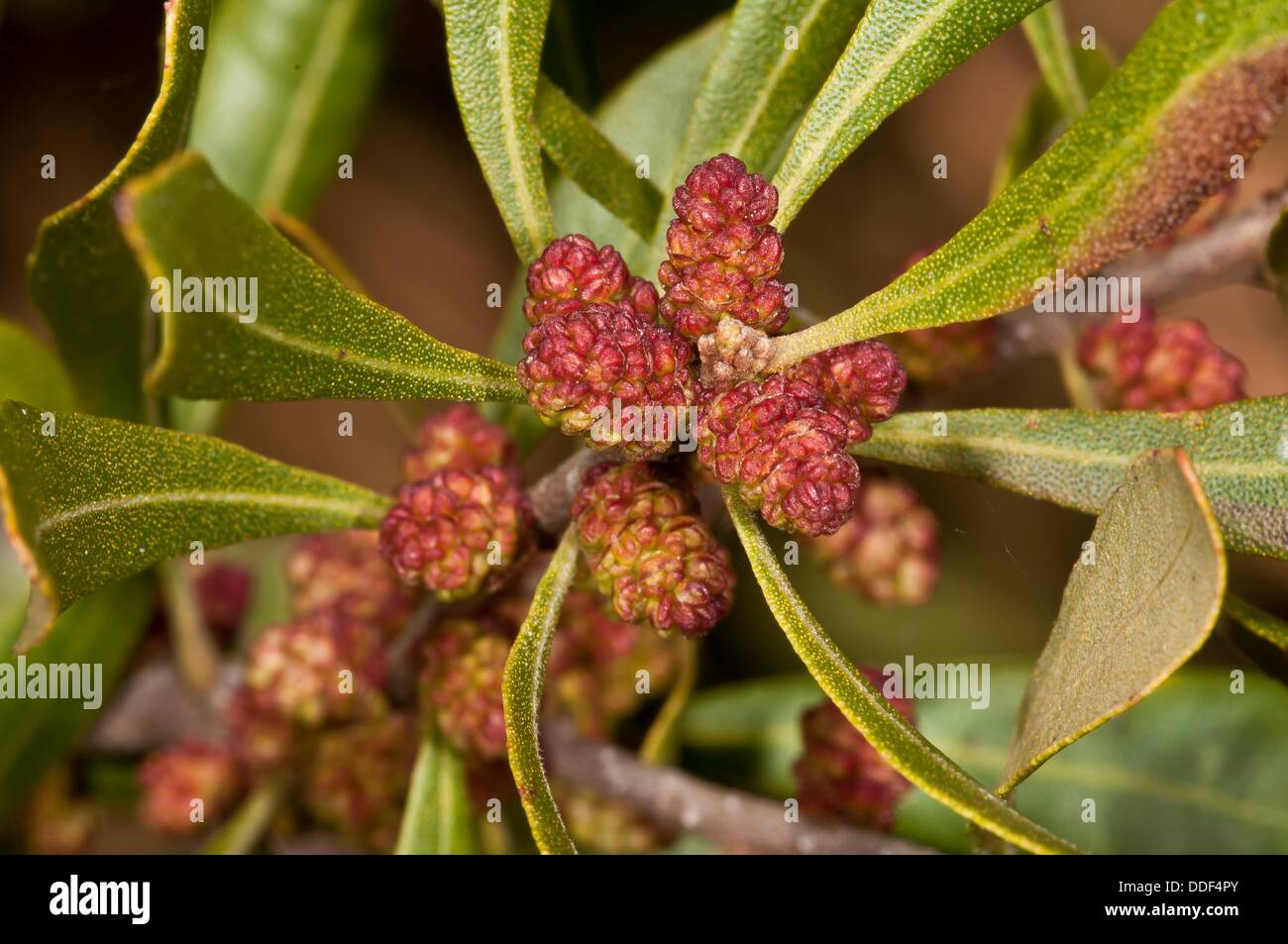 Wax myrtle (Myrica cerifera), Outer banks center for wildlife education ...