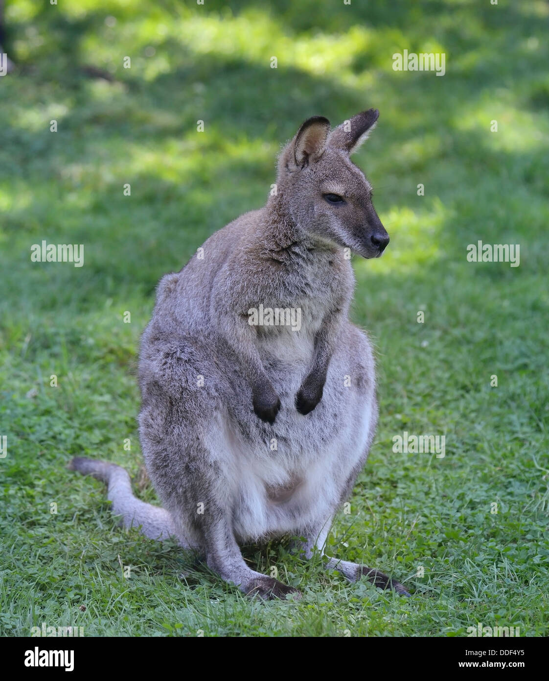 Gray kangaroo wild hi-res stock photography and images - Alamy