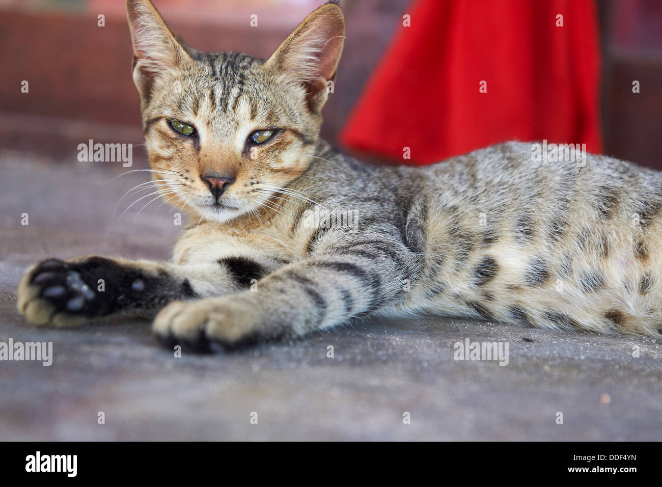 Tanzania, Zanzibar island, Unguja, Stone Town, street cat Stock Photo ...
