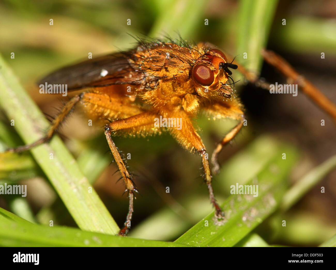 Yellow or Golden Dung Fly (Scatophaga stercoraria Stock Photo - Alamy