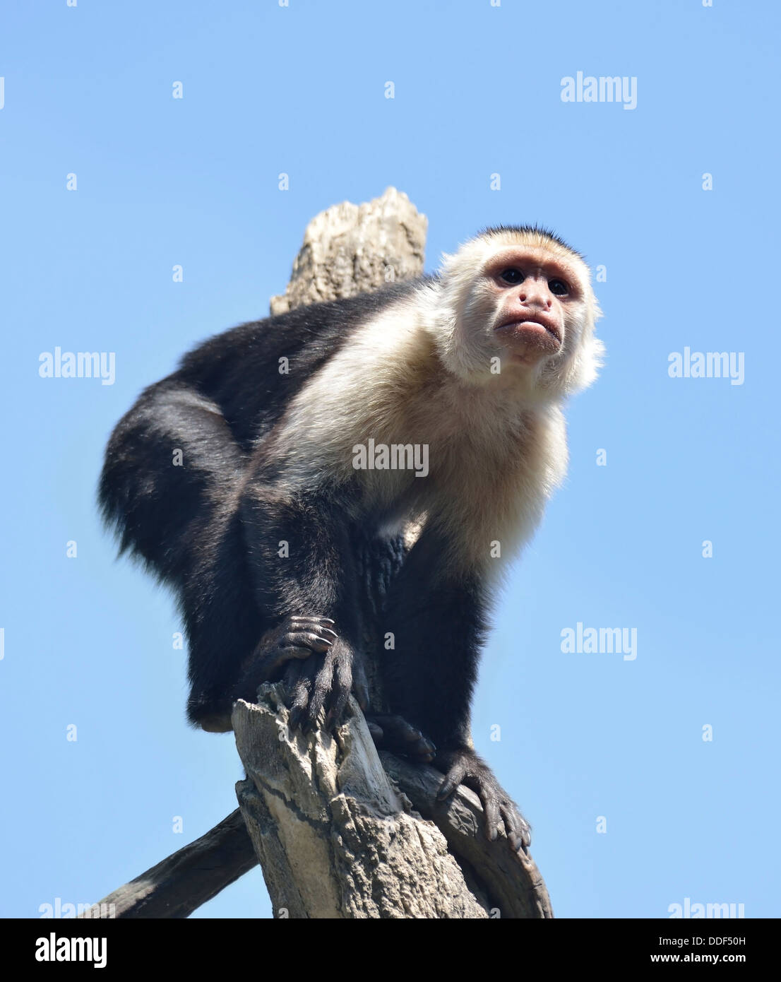 Black and white capuchin monkey hi-res stock photography and images - Alamy