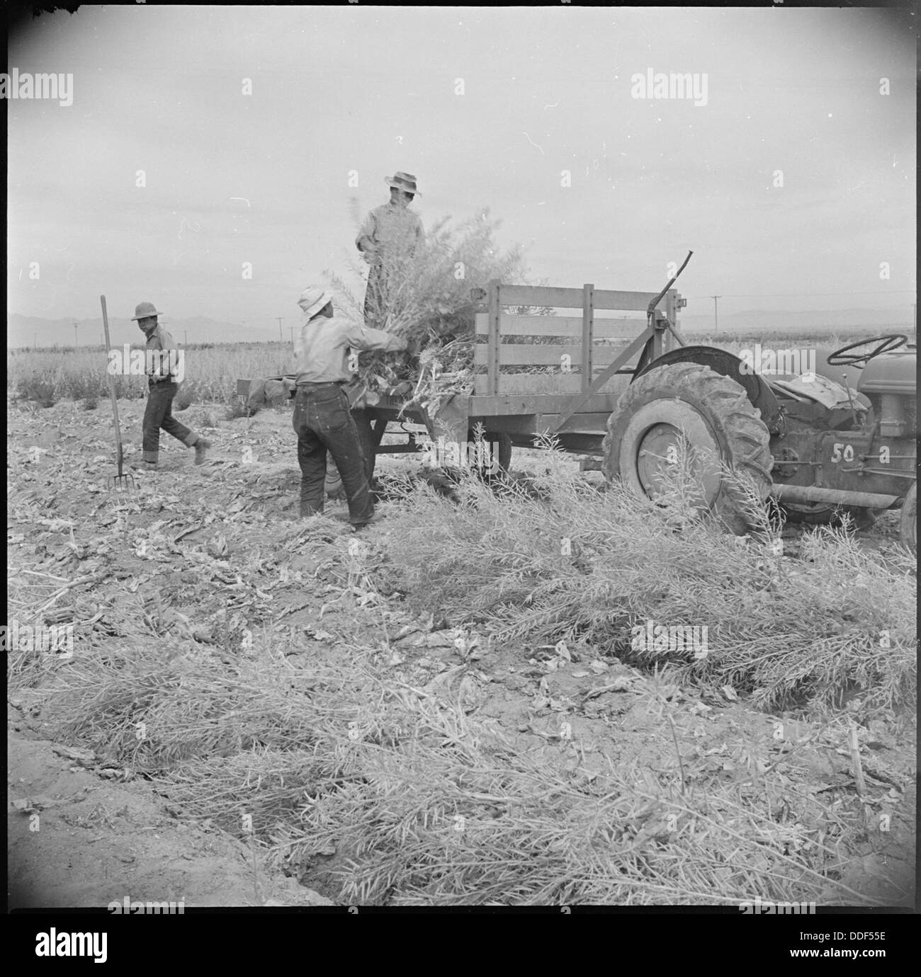 Loading truck with plants Black and White Stock Photos & Images - Alamy