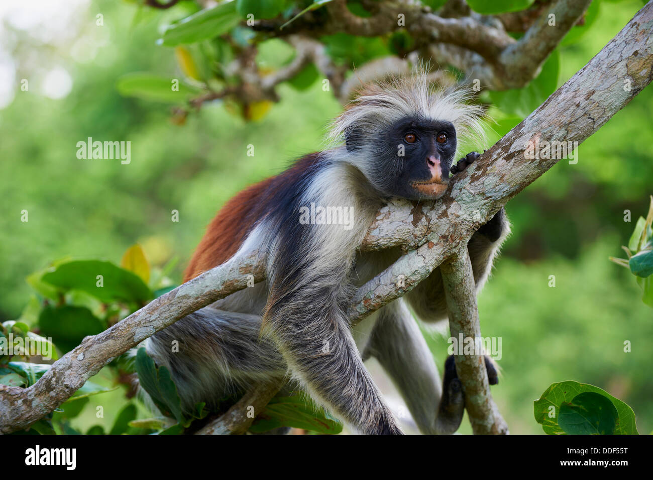 Tanzania, Zanzibar island, Unguja, Zanzibar red colobus monkey ...