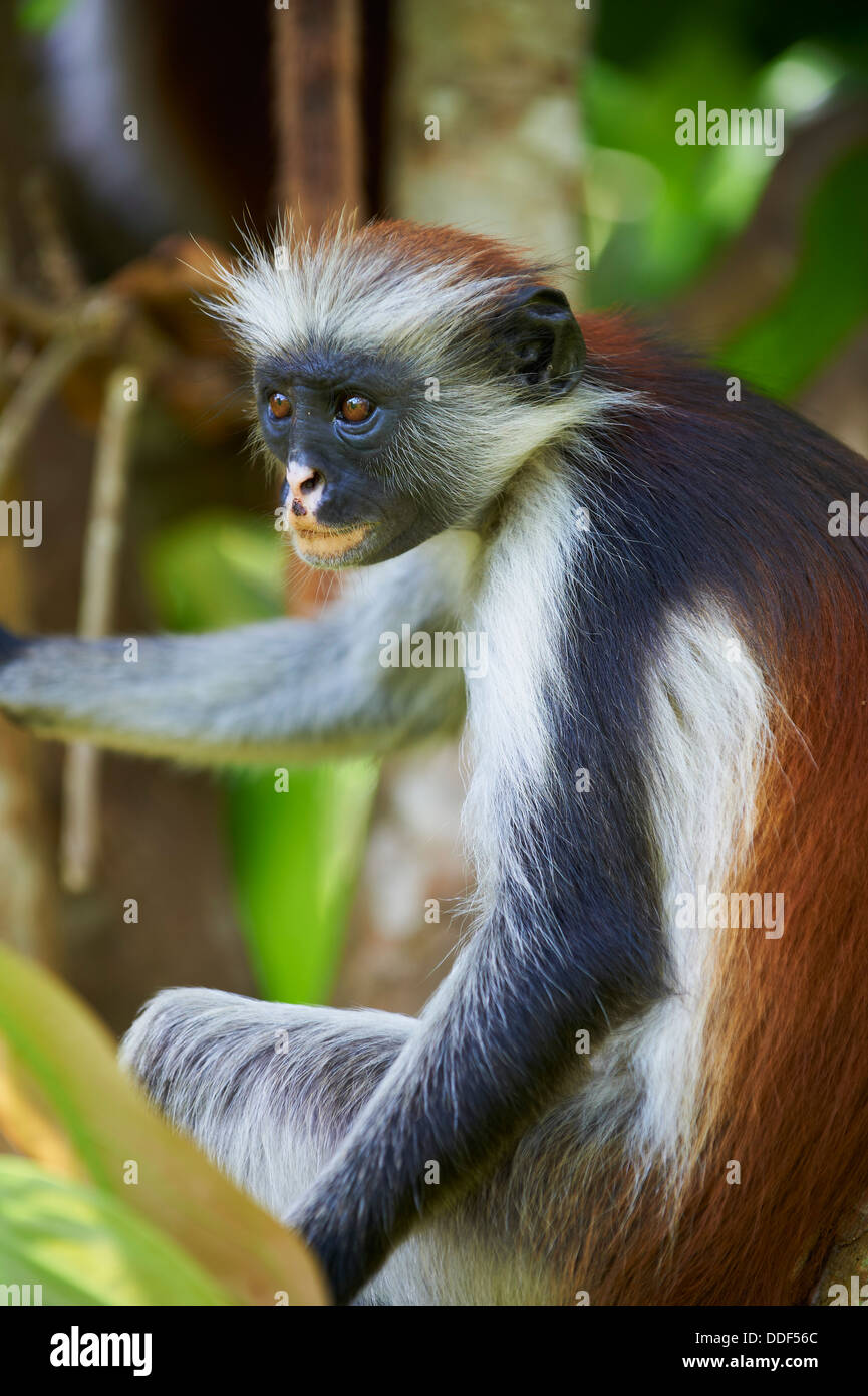 Tanzania, Zanzibar island, Unguja, Zanzibar red colobus monkey ...