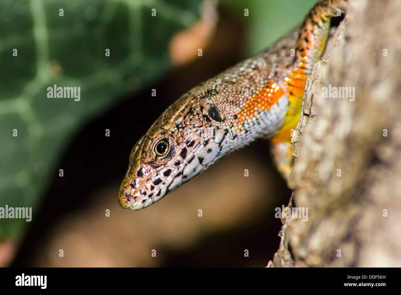 Portrait of a common lizard Stock Photo - Alamy