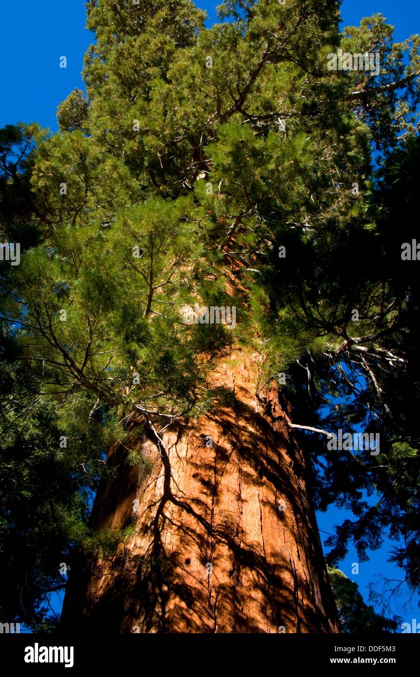 Trail of 100 giants hi-res stock photography and images - Alamy