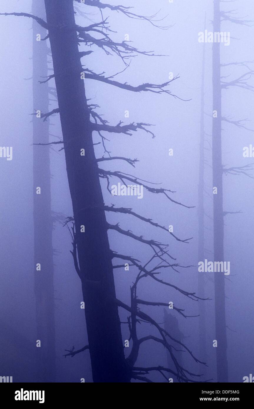 Ghost forest washington hi-res stock photography and images - Alamy