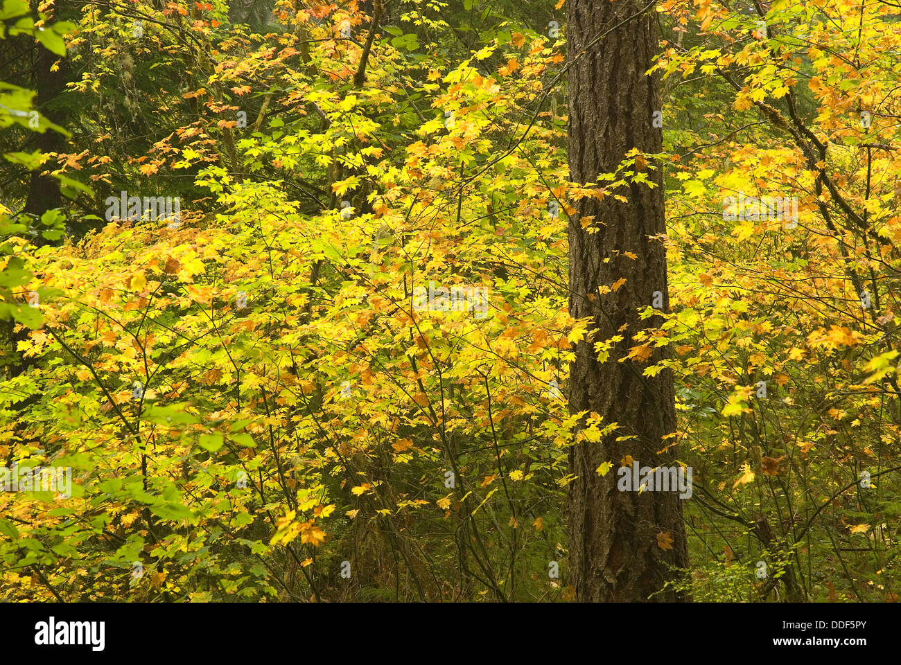 Acer Circinatum Maple Maples High Resolution Stock Photography and ...