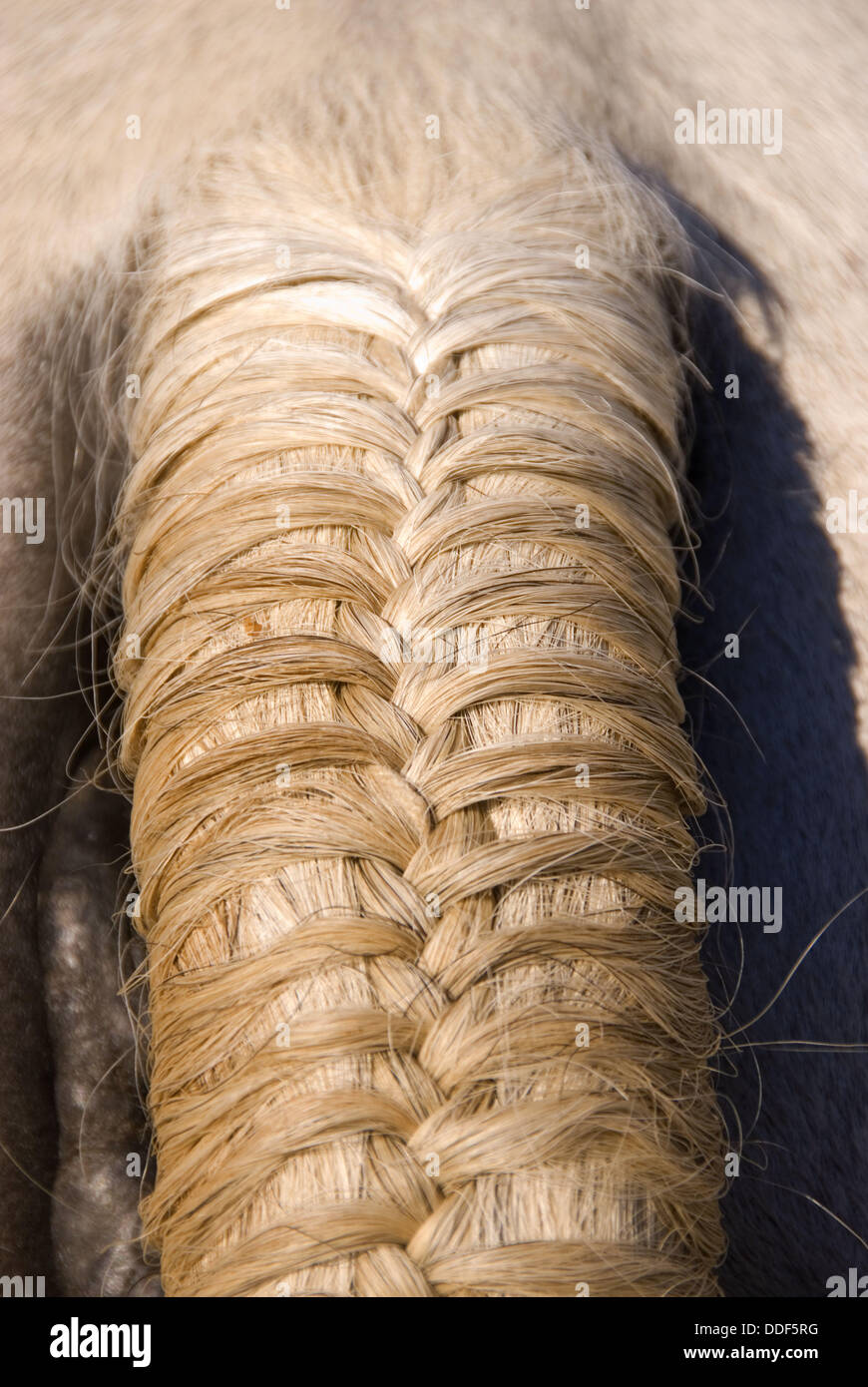 Horse tail braid hi-res stock photography and images - Alamy