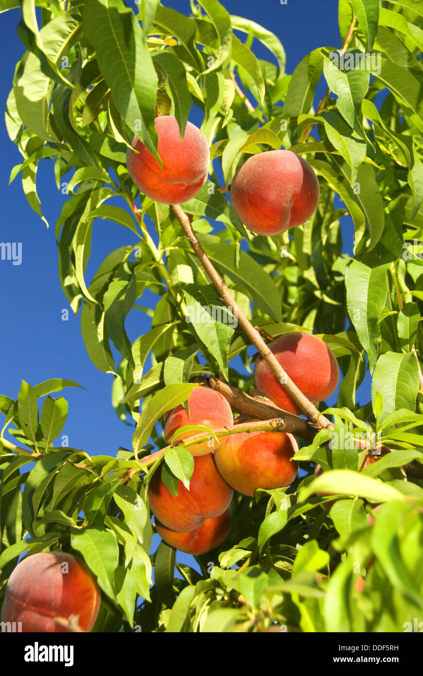 Peach orchard hi-res stock photography and images - Alamy