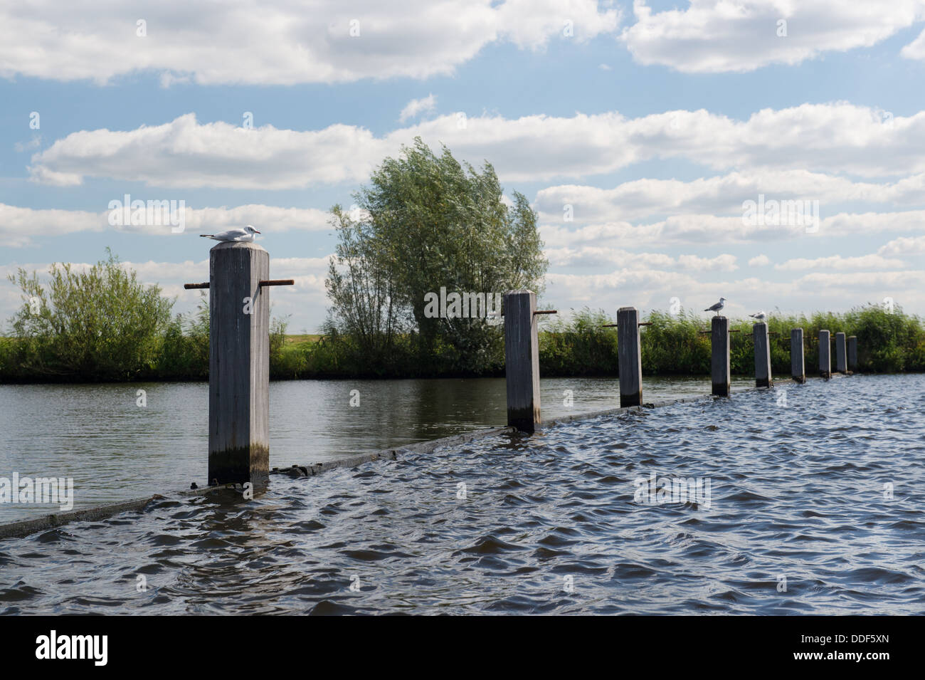 Poles in river with seagulls Stock Photo - Alamy