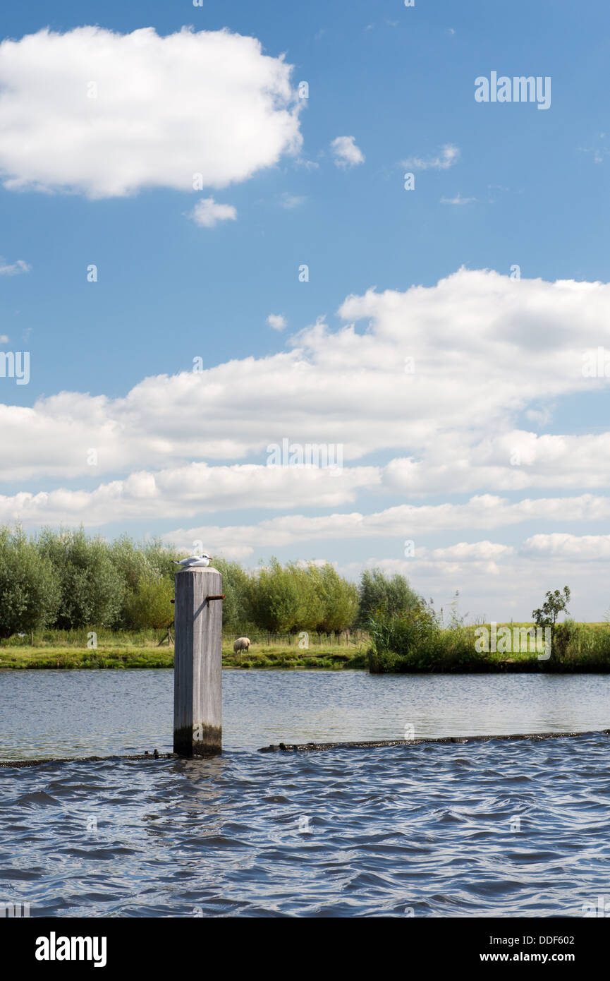 Poles in river with seagulls Stock Photo - Alamy