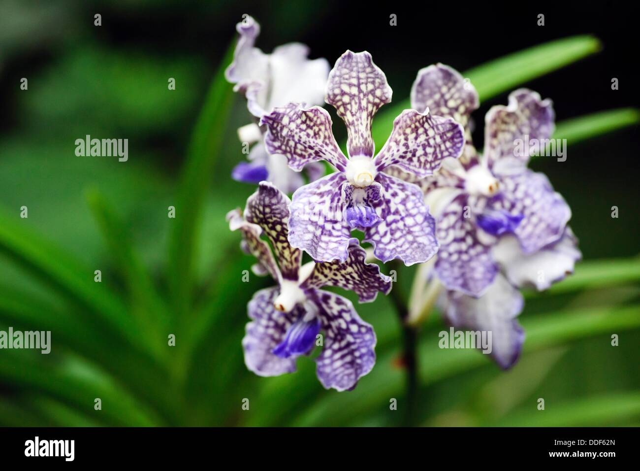 Vanda Mimi Palmer High Resolution Stock Photography and Images - Alamy