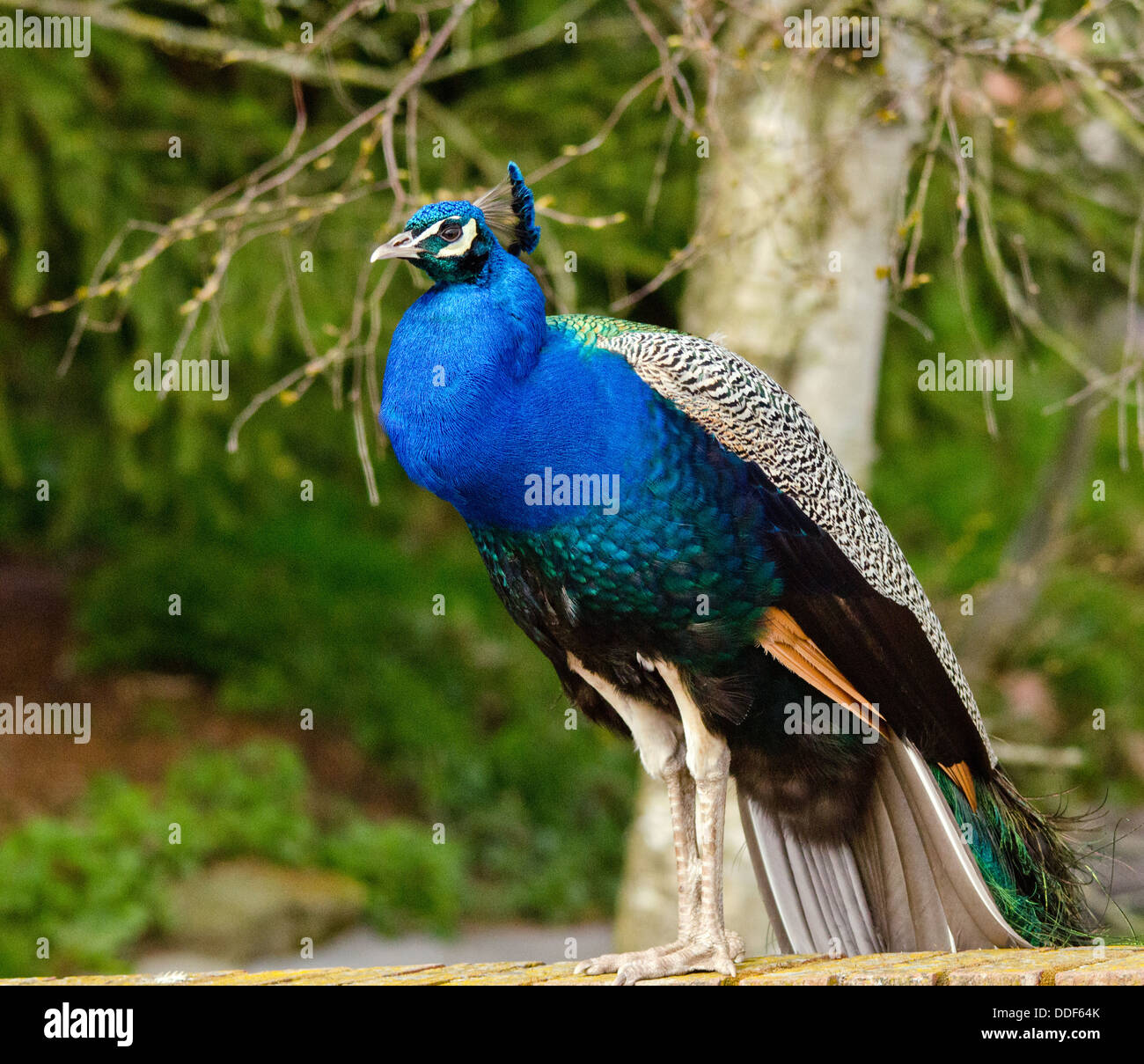 Peacock square hi-res stock photography and images - Alamy