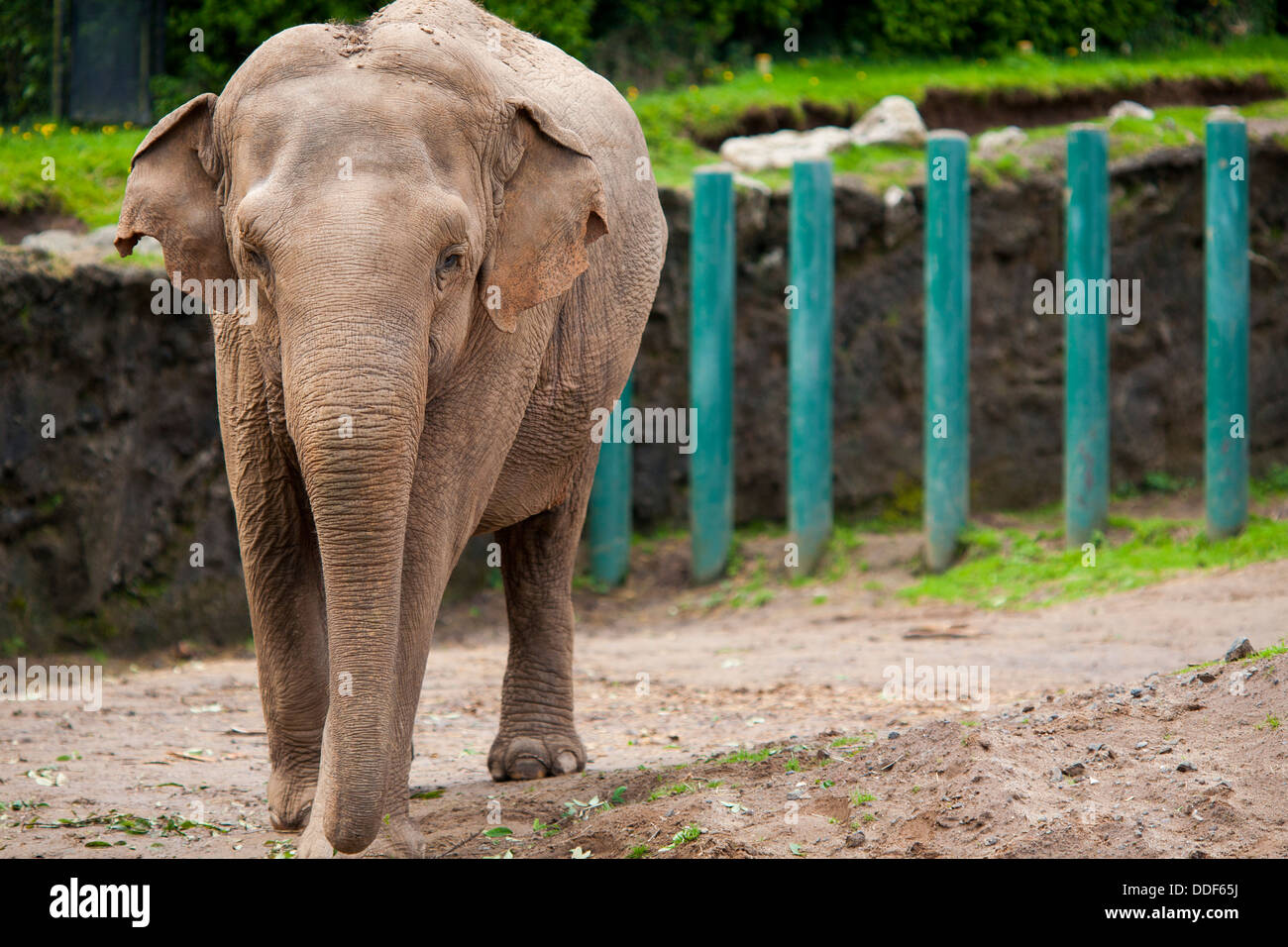 An Asian elephant in his enclosure at Belfast zoological gardens in ...