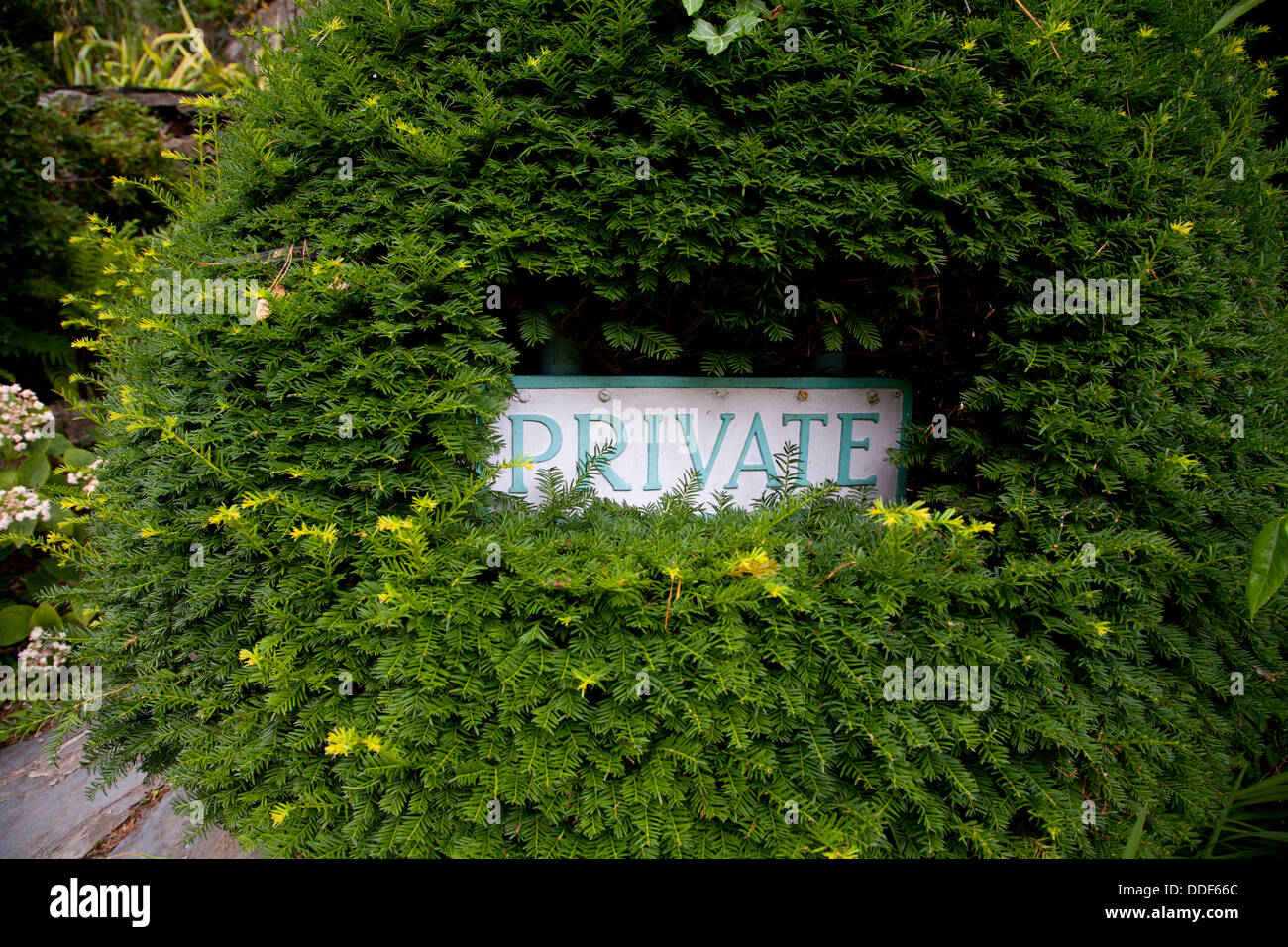 Box hedge detail hi-res stock photography and images - Alamy