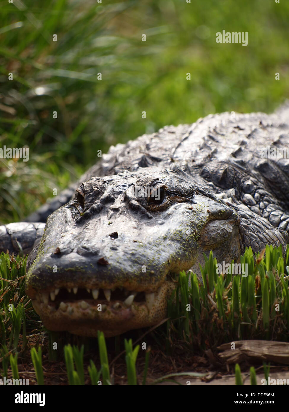 Close up of an alligator. Taken at a zoo Stock Photo - Alamy