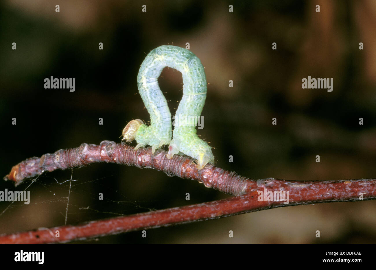 The geometridae family hi-res stock photography and images - Alamy