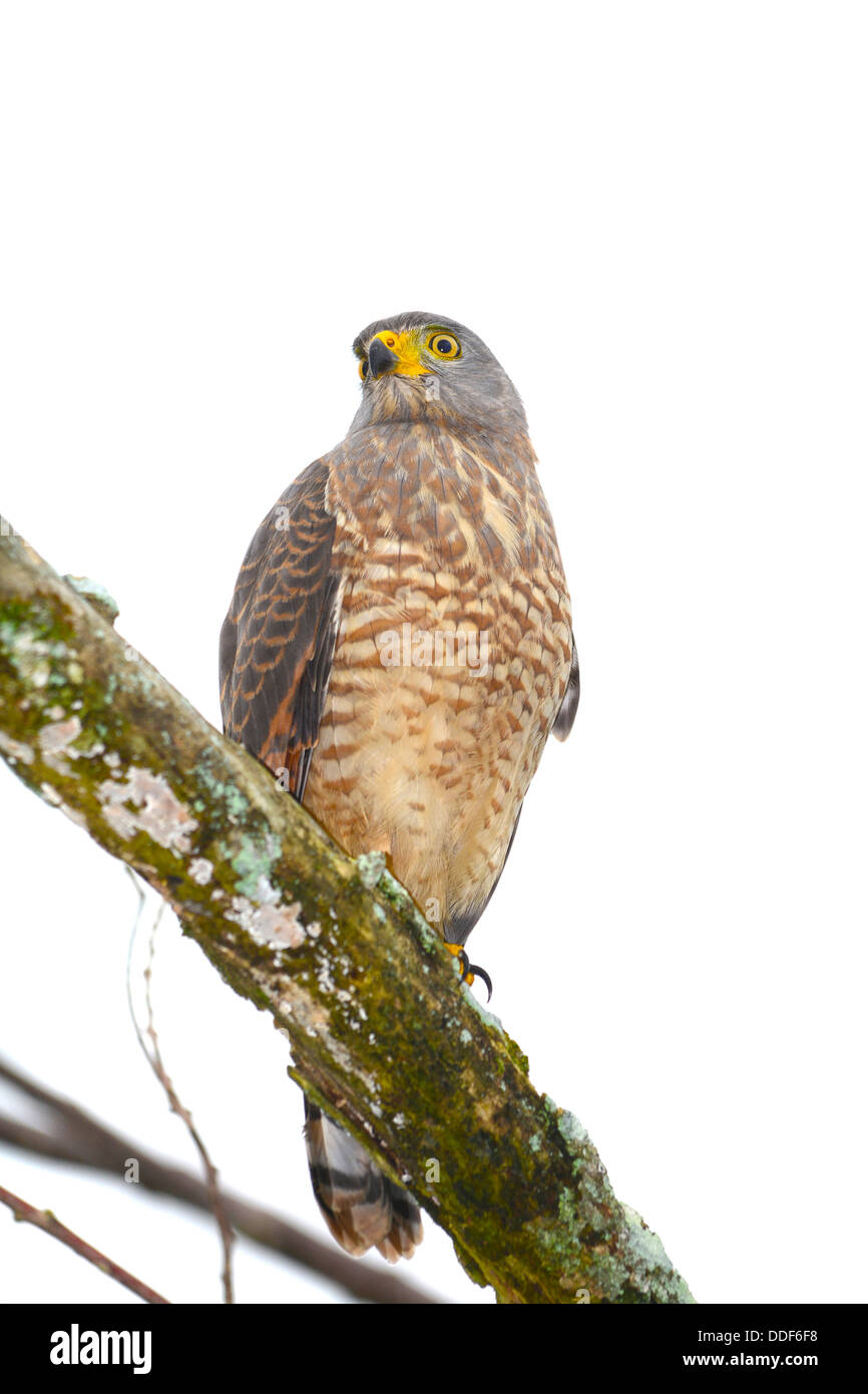 Roadside hawk hi-res stock photography and images - Alamy