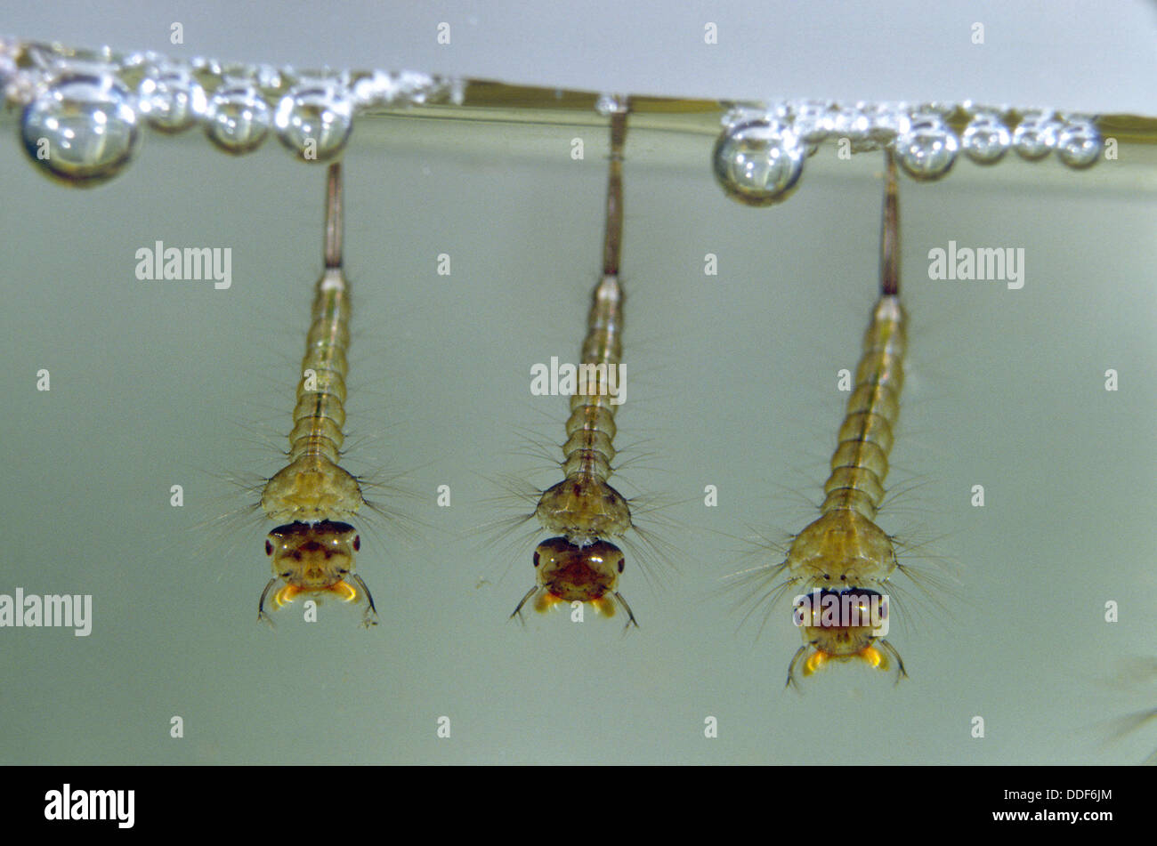 Mosquito Larvae Culex High Resolution Stock Photography and Images - Alamy