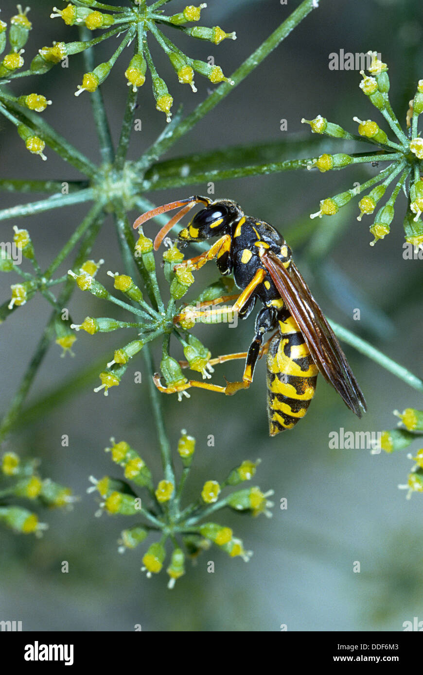 Paper wasp (Polistes sp Stock Photo - Alamy