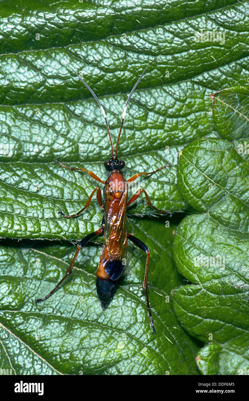 Ichneumon ichneumonidae hi-res stock photography and images - Alamy