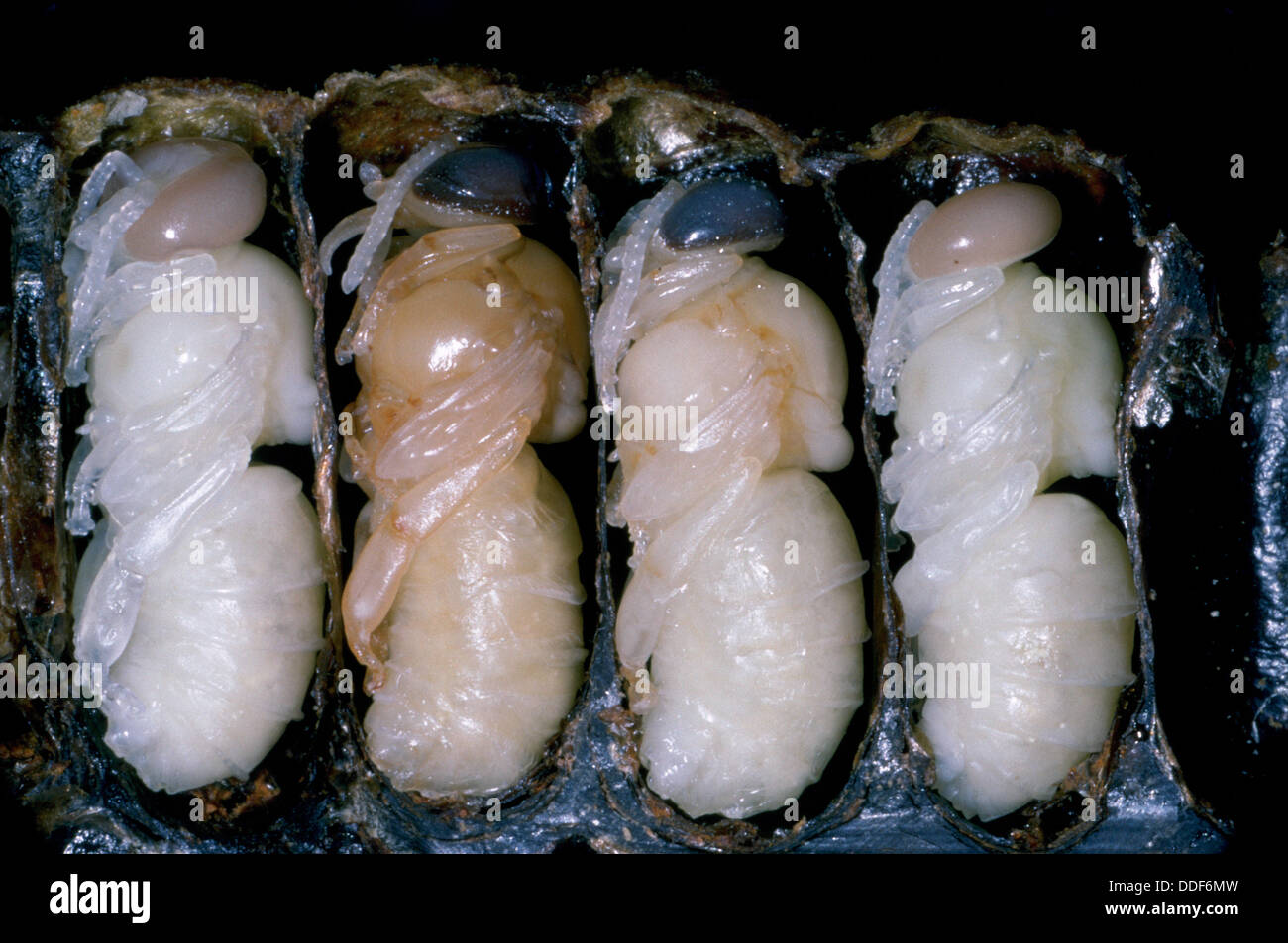 Honey bee pupae hi-res stock photography and images - Alamy