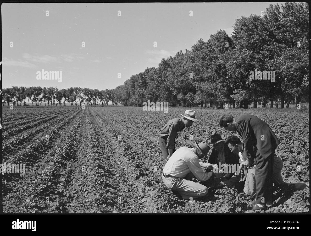 Irish potatoes are being grown on the farm at the Granada Relocation ...