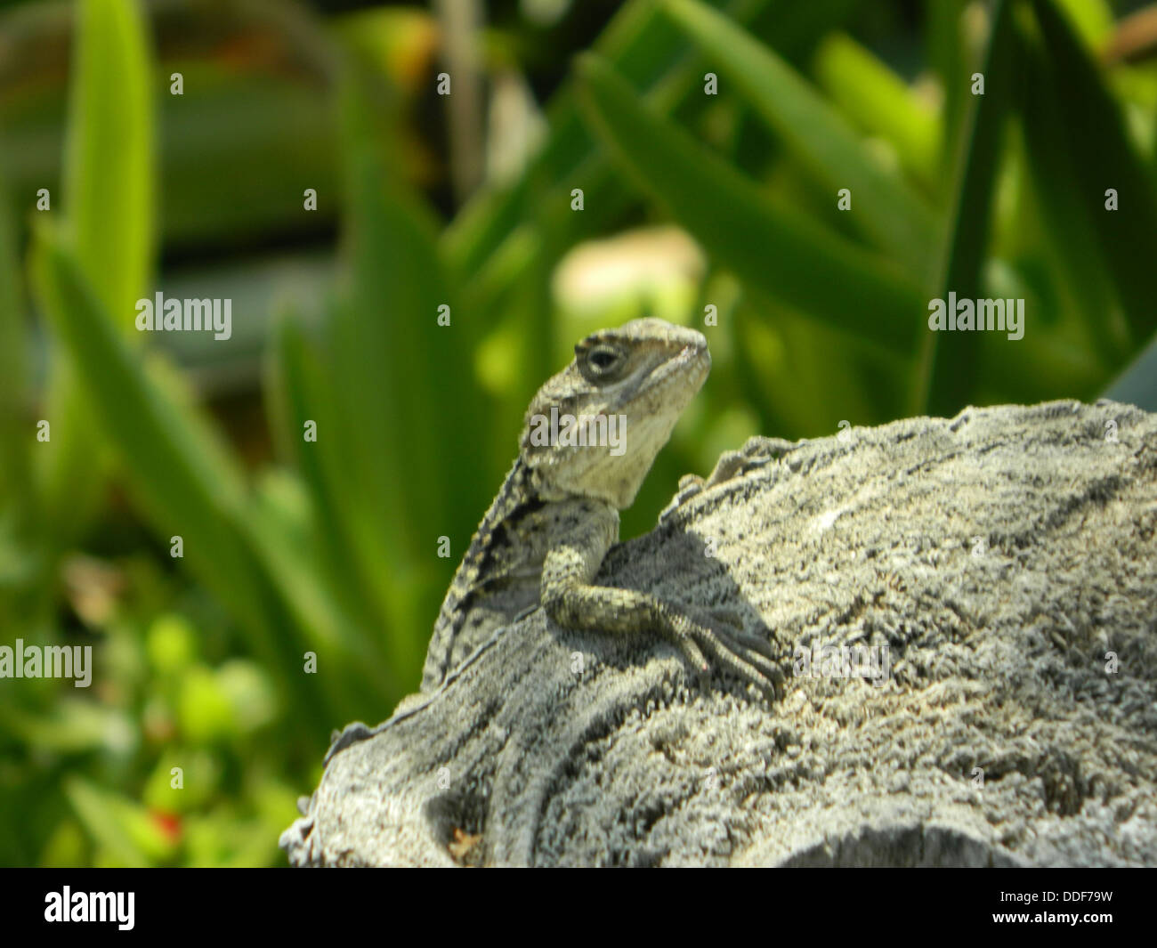 Trunk lizard hi-res stock photography and images - Alamy