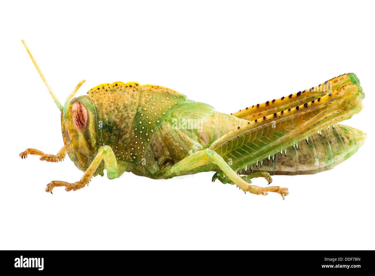 Nymph Egyptian Locust species Anacridium aegyptium Stock Photo - Alamy