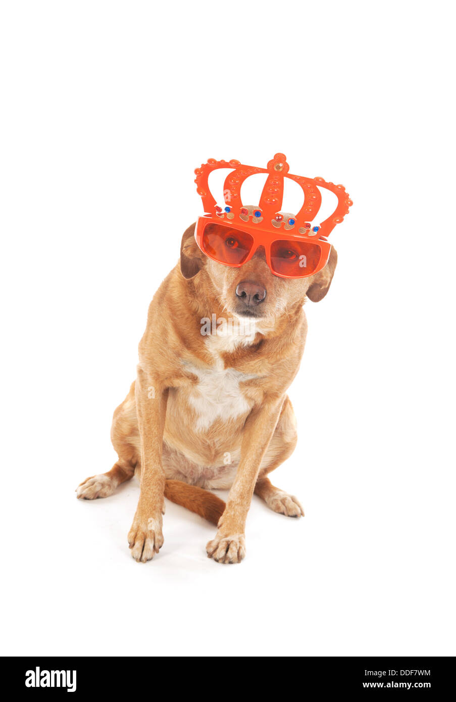 Dutch brown cross breed dog Stock Photo - Alamy