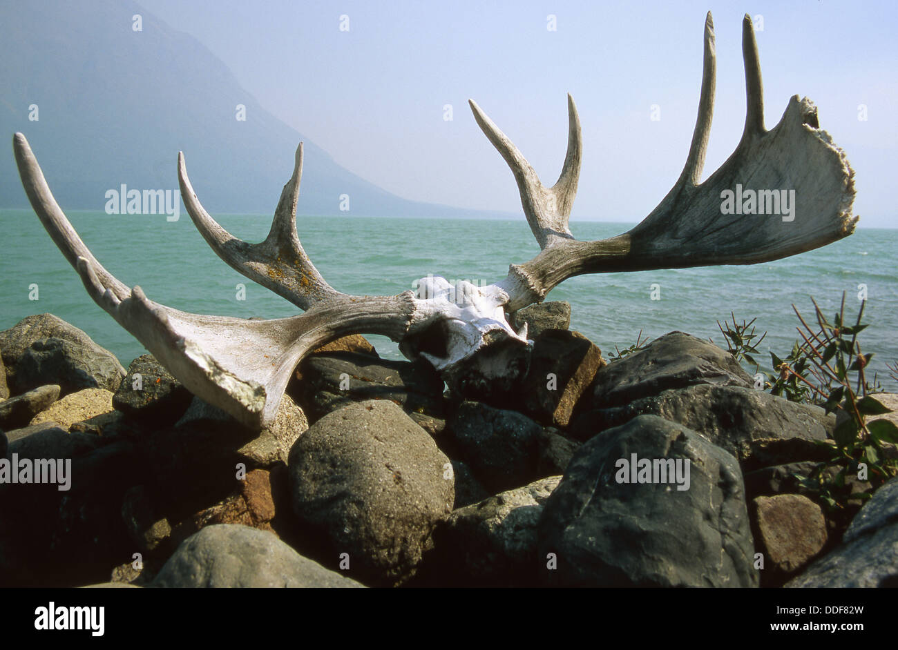 Moose skull hi-res stock photography and images - Alamy