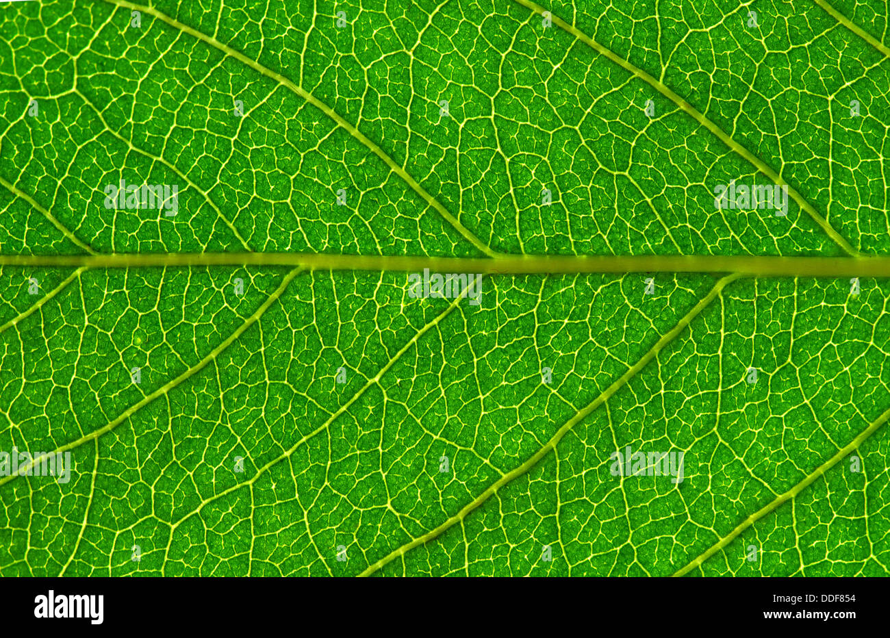leaf background Stock Photo - Alamy