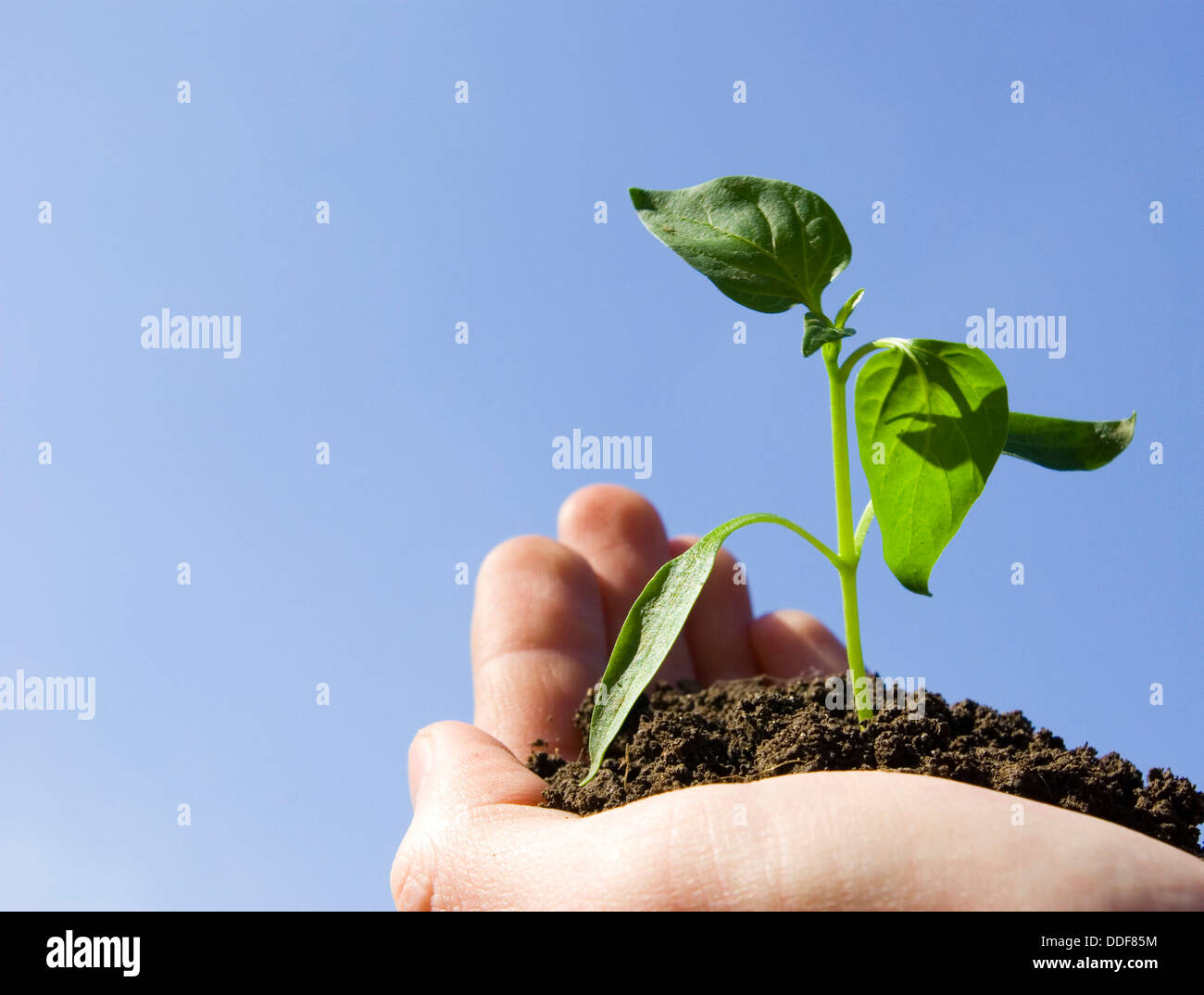 Hand and plants hi-res stock photography and images - Alamy