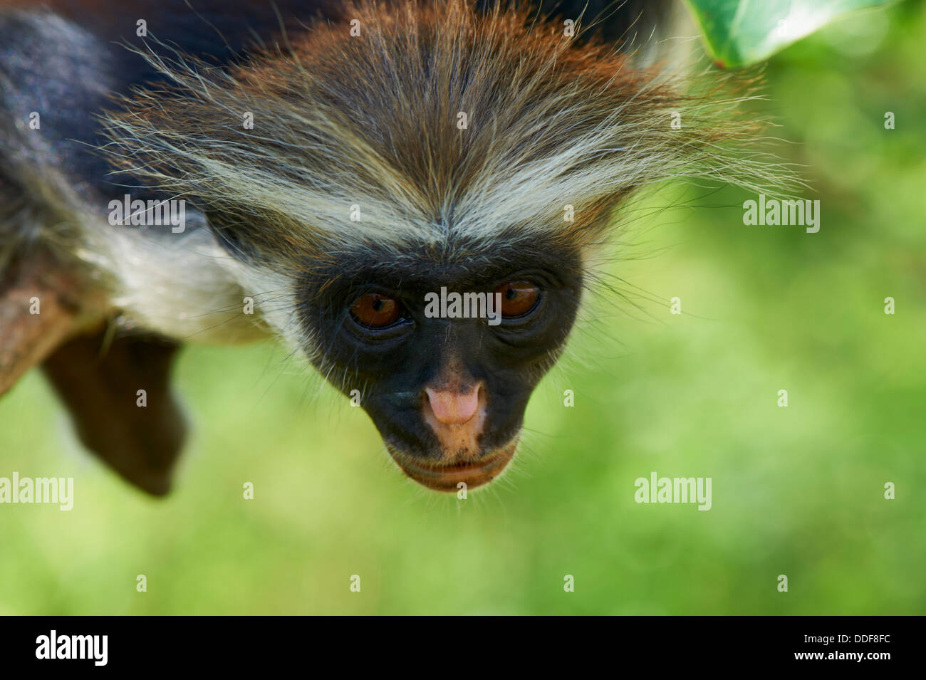 Tanzania, Zanzibar island, Unguja, Zanzibar red colobus monkey ...