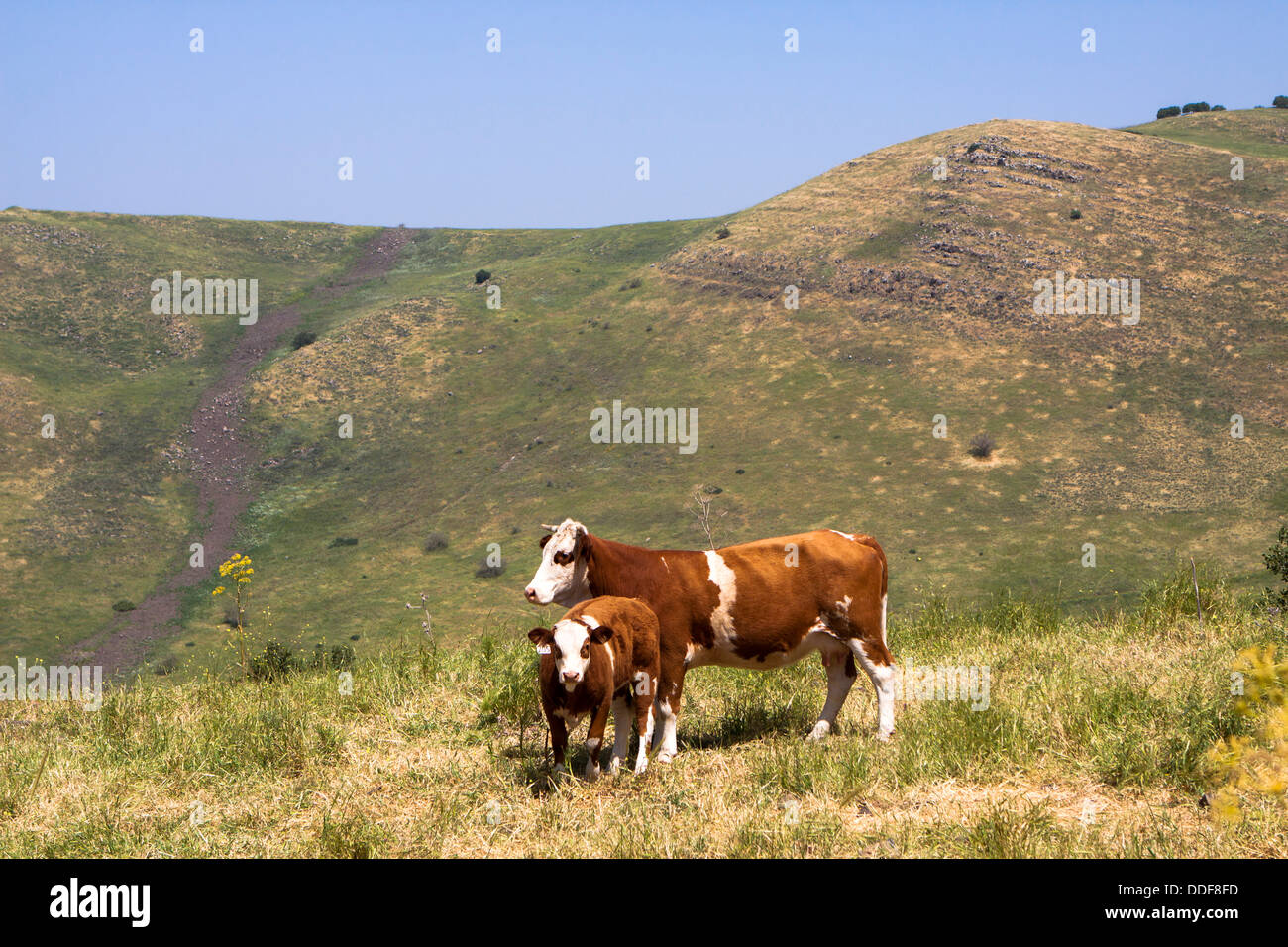 Panoramic golan heights hi-res stock photography and images - Alamy