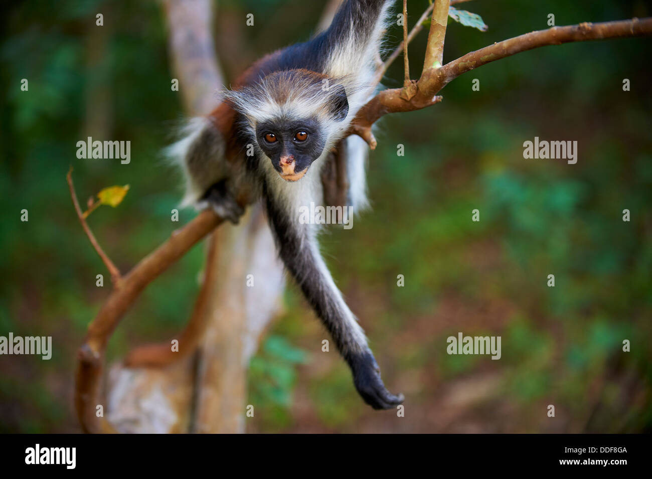 Tanzania, Zanzibar island, Unguja, Zanzibar red colobus monkey ...