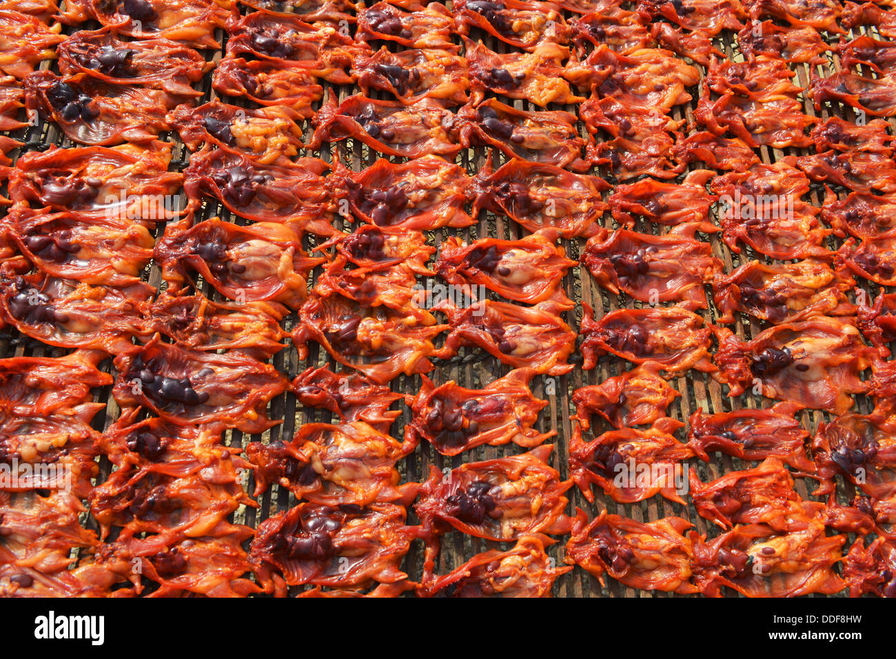 Rice Rat Stock Photos & Rice Rat Stock Images - Alamy