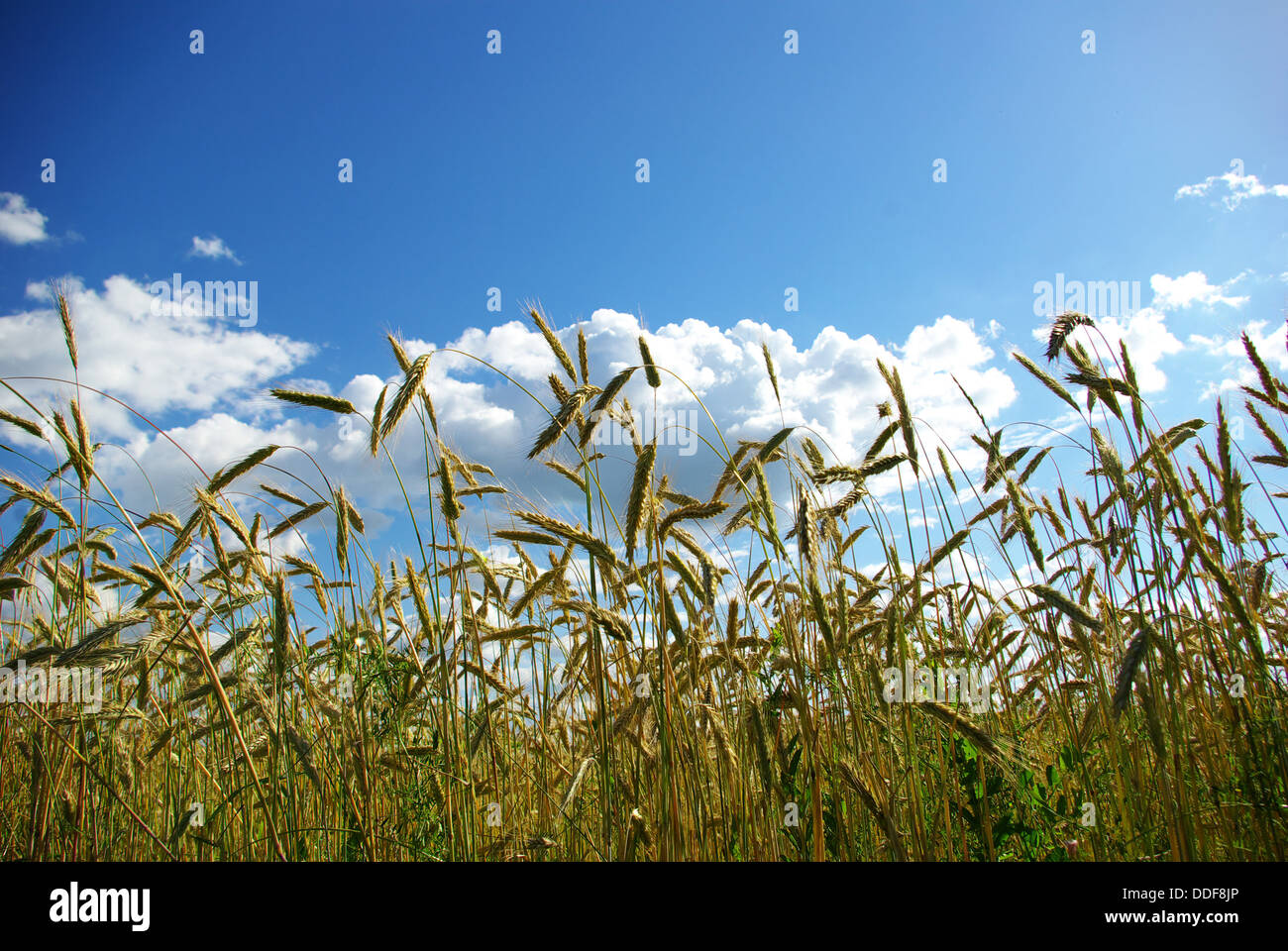 Corn spike hi-res stock photography and images - Alamy