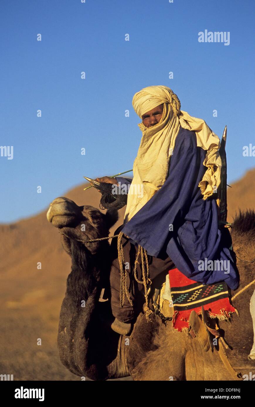 Tuareg mehari hi-res stock photography and images - Alamy